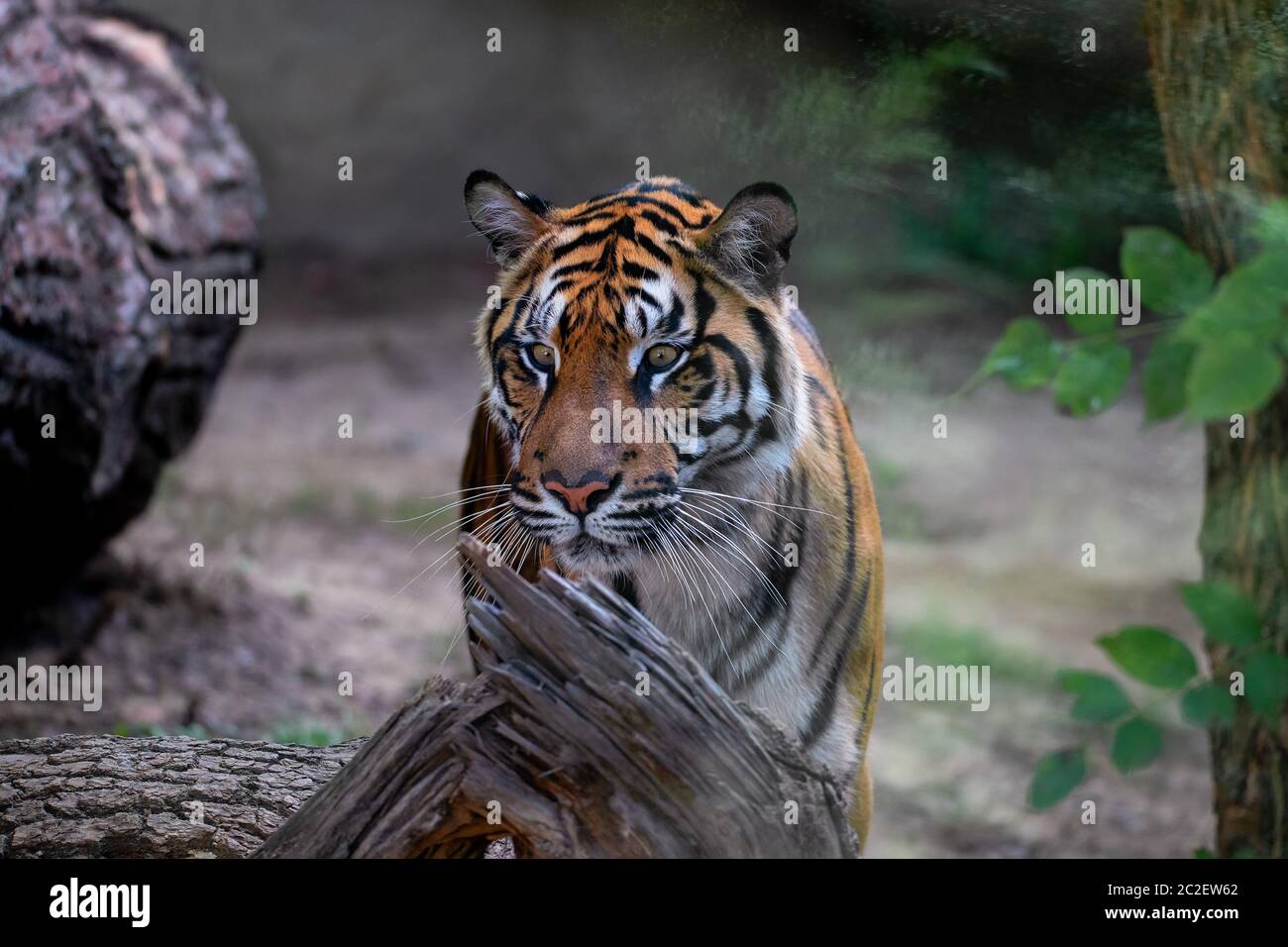 Sumatran tiger, Panthera tigris sumatrae, rare tiger subspecies that ...