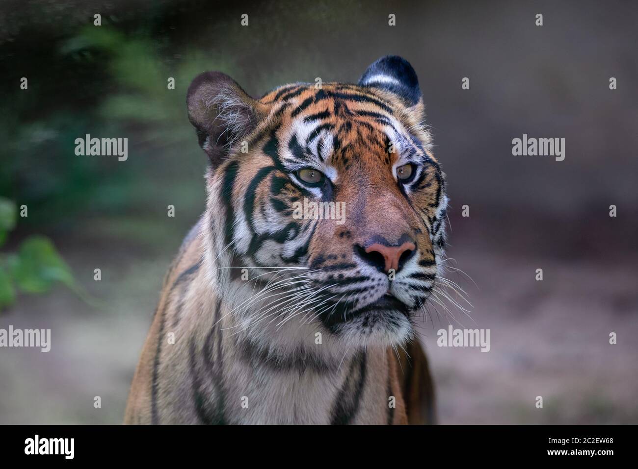 Sumatran tiger, Panthera tigris sumatrae, rare tiger subspecies that ...