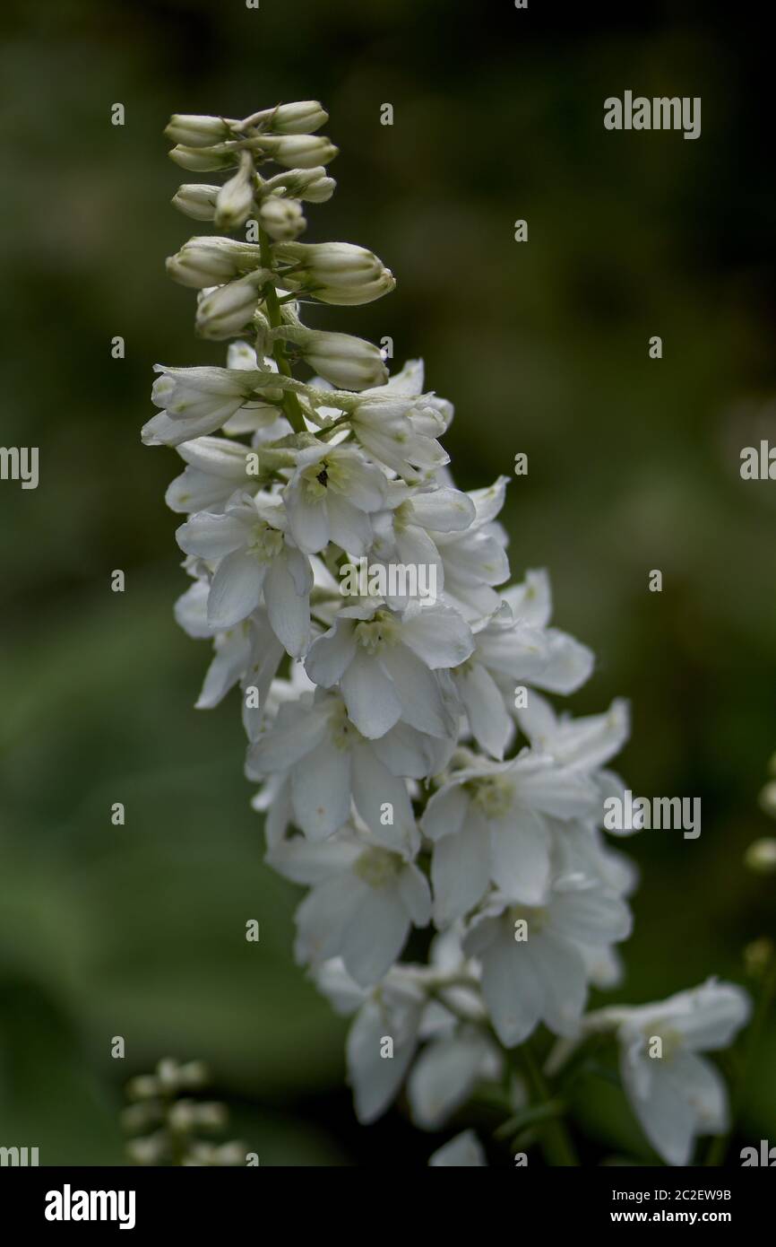 White larkspur in full bloom hi-res stock photography and images - Alamy