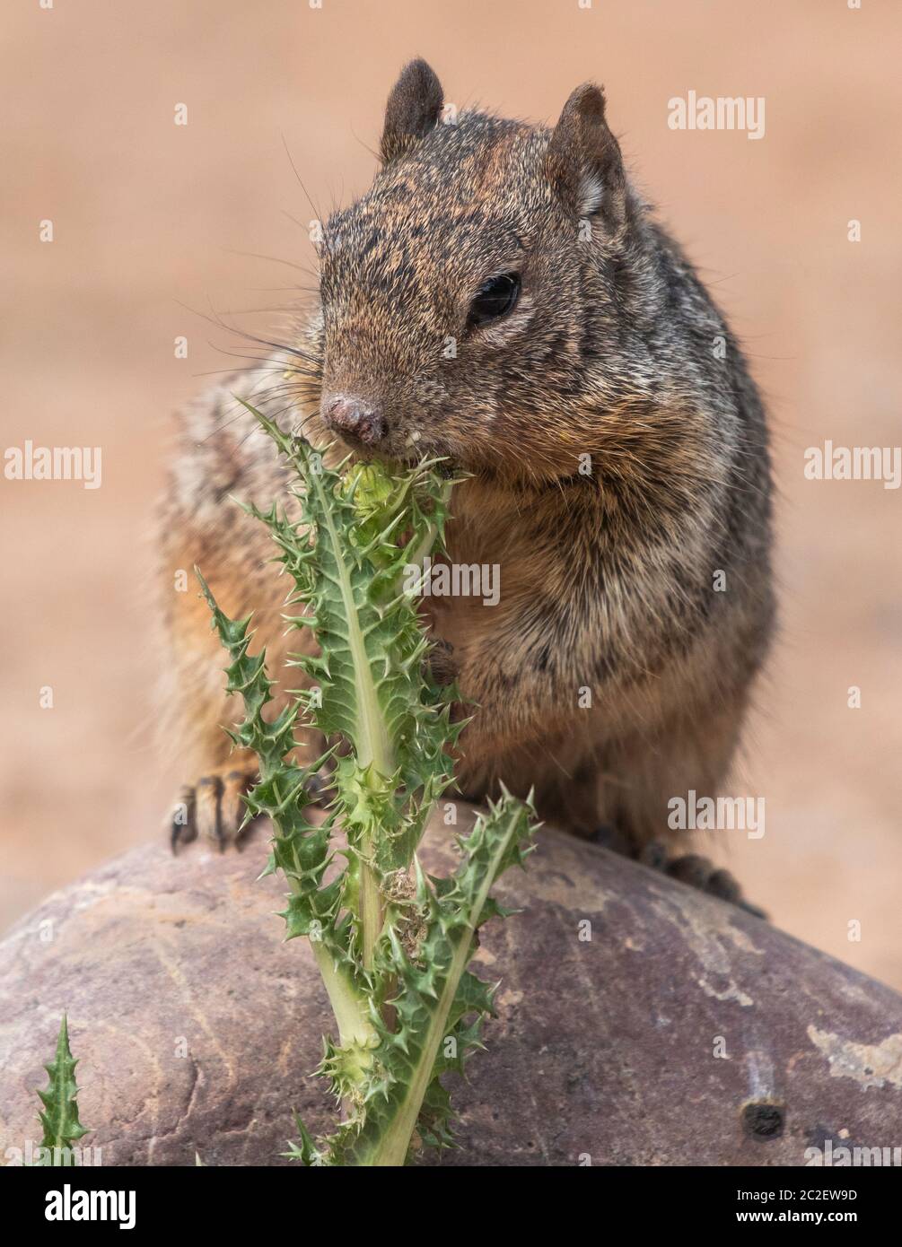 Rock Squirrel, Otospermophilus variegatus, at the Riparian Preserve at ...