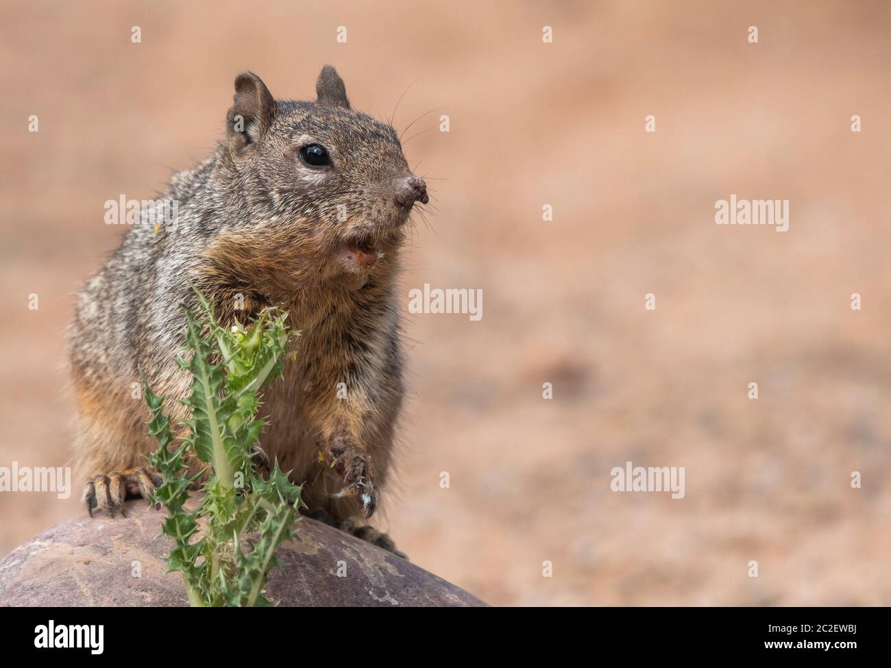 Rock Squirrel, Otospermophilus variegatus, at the Riparian Preserve at ...
