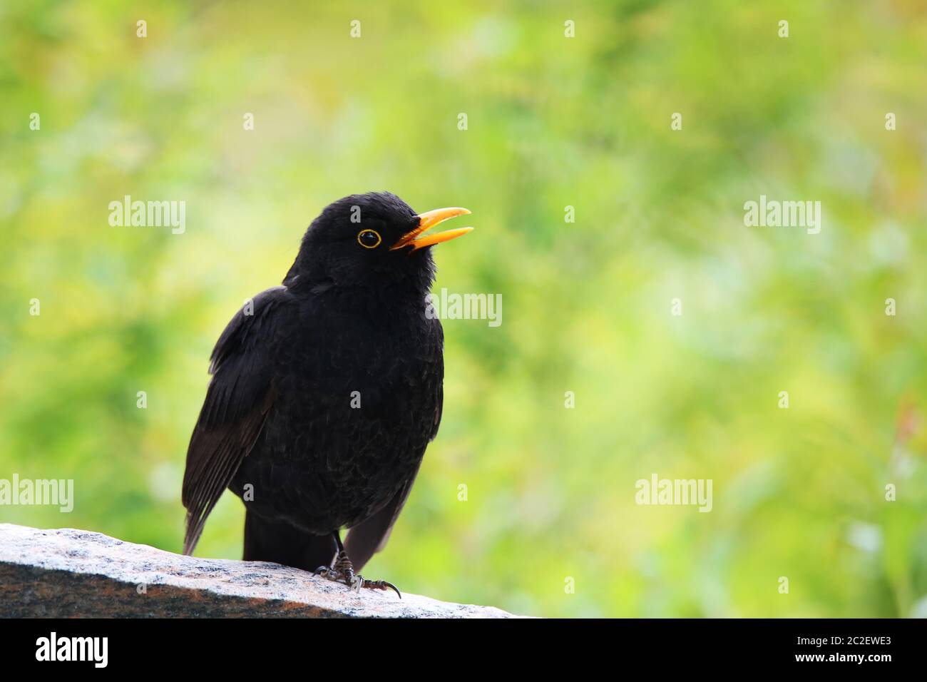 One legged man hi-res stock photography and images - Alamy