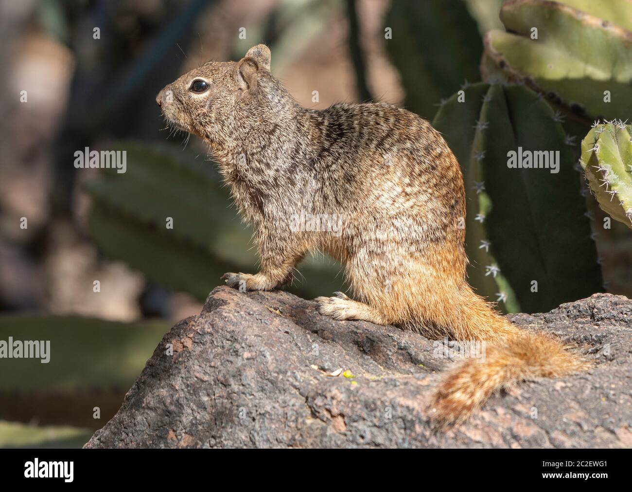 Rock Squirrel Desert