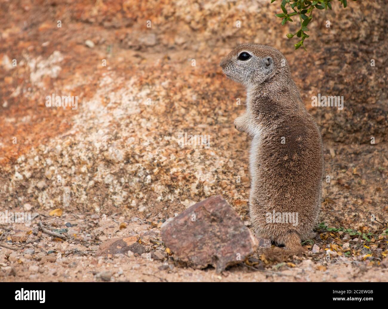 Round-tailed Ground Squirrel, Xerospermophilus tereticaudus, at the ...