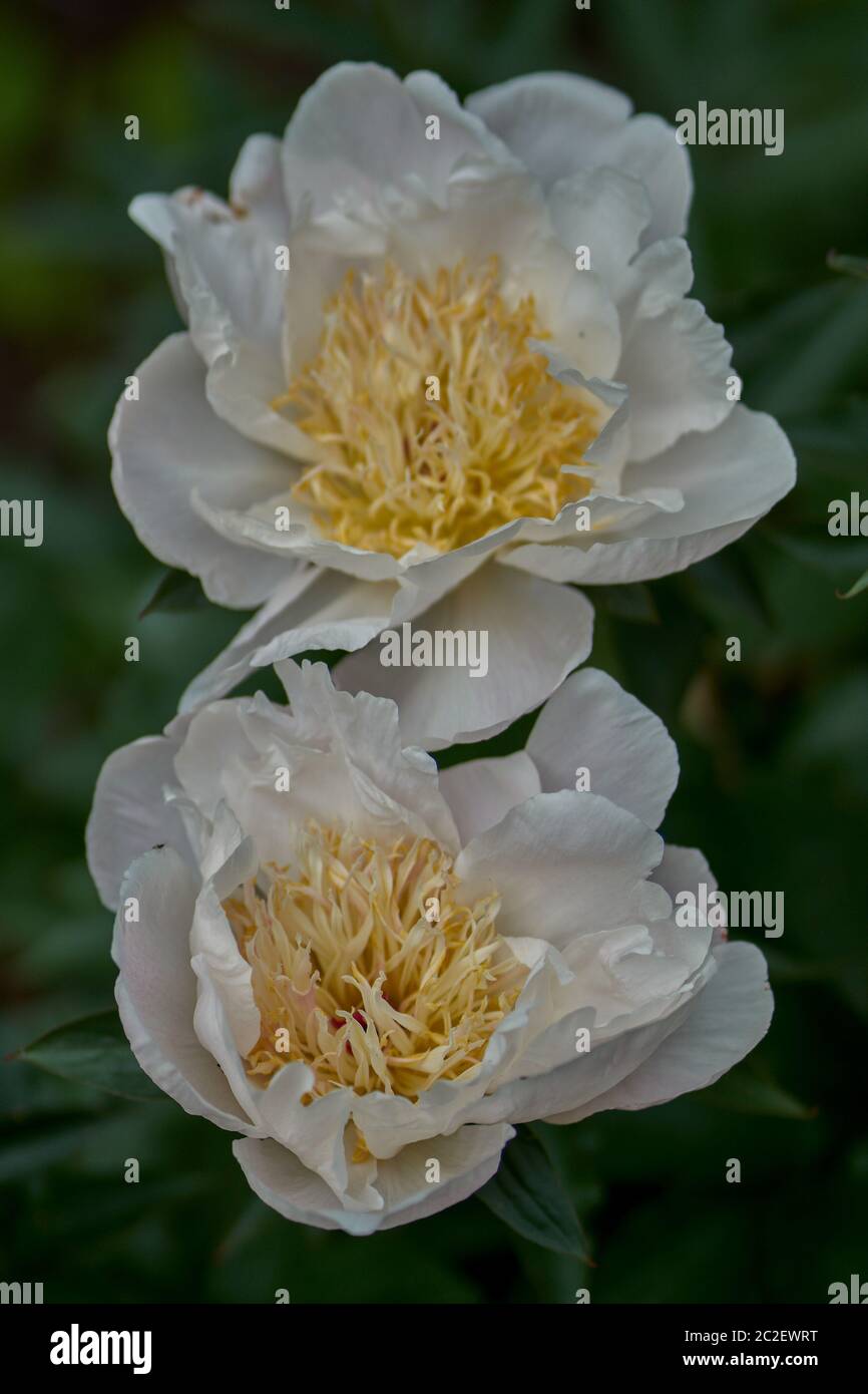 Two white peonies hi-res stock photography and images - Alamy