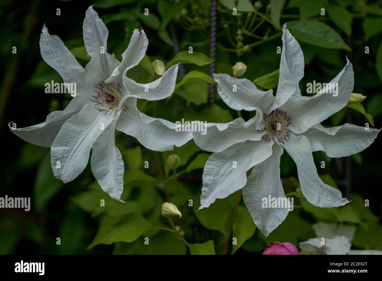 White Clematis Flowers High Resolution Stock Photography and Images - Alamy