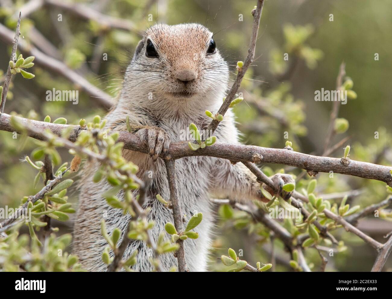 Round-tailed Ground Squirrel, Xerospermophilus tereticaudus, at the ...