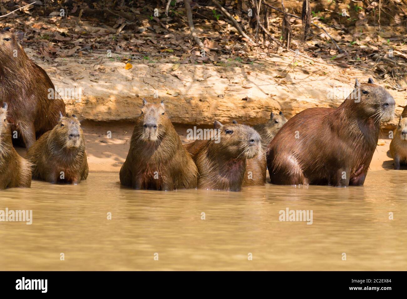 Herd of Capybara on riverbank from Pantanal, Brazil. Brazilian wildlife ...