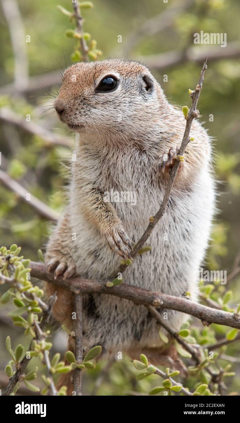 Round Tailed Ground Squirrel Pet
