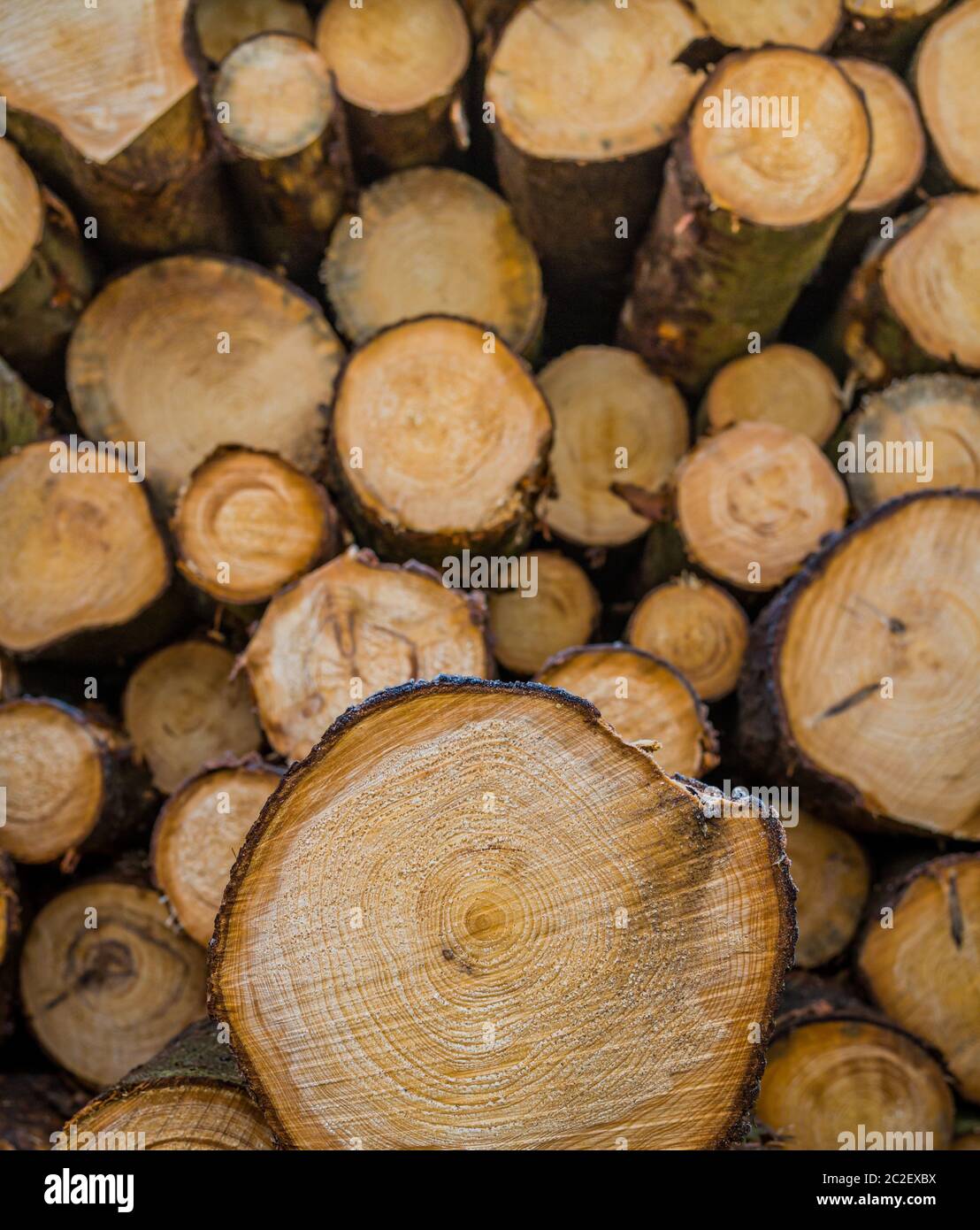 many tree trunks after woodwork in the forest Stock Photo - Alamy