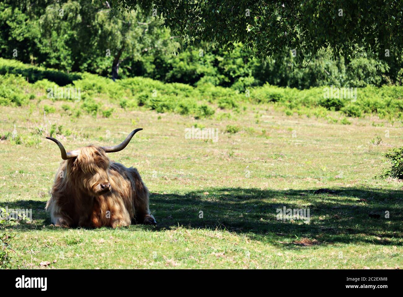 Seated Highland Cow Stock Photo - Alamy
