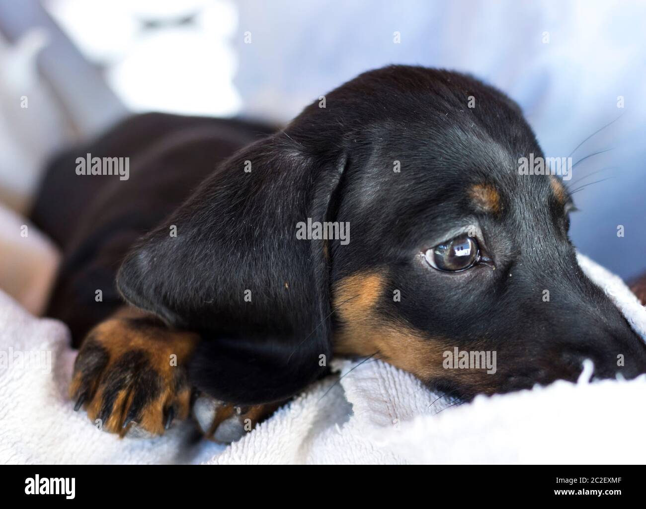 Black puppy in mans hands. Cute animal Stock Photo - Alamy