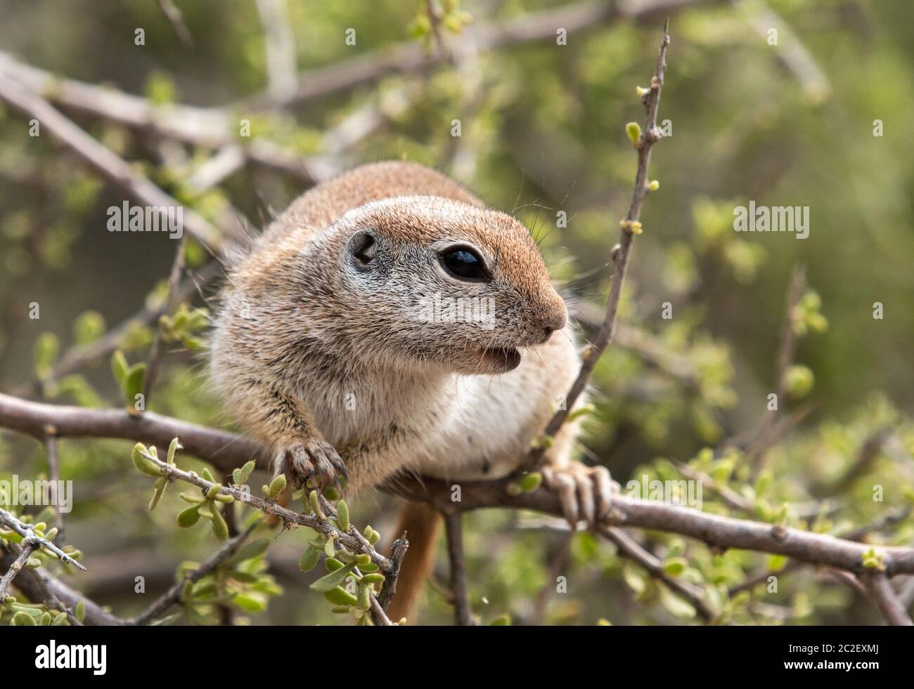 Round-tailed Ground Squirrel, Xerospermophilus tereticaudus, at the ...
