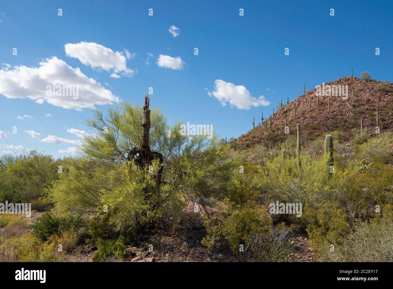Greasewood Tree High Resolution Stock Photography and Images - Alamy