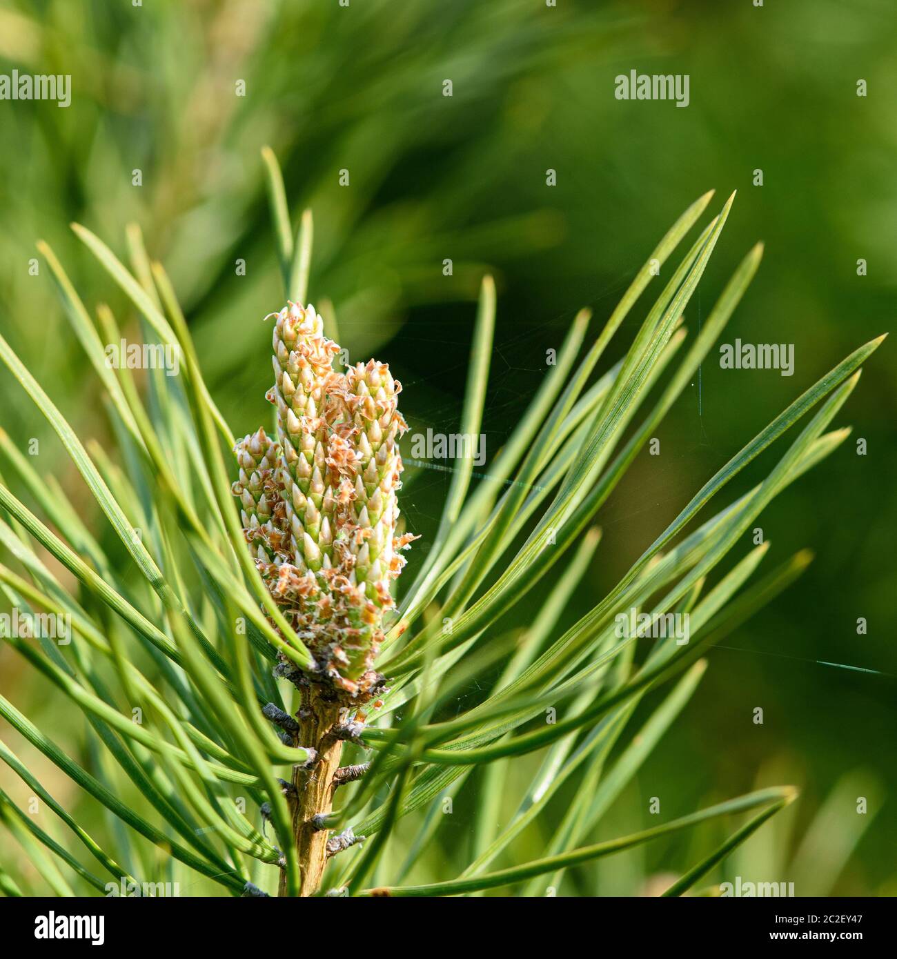 Branch with a cone hi-res stock photography and images - Alamy