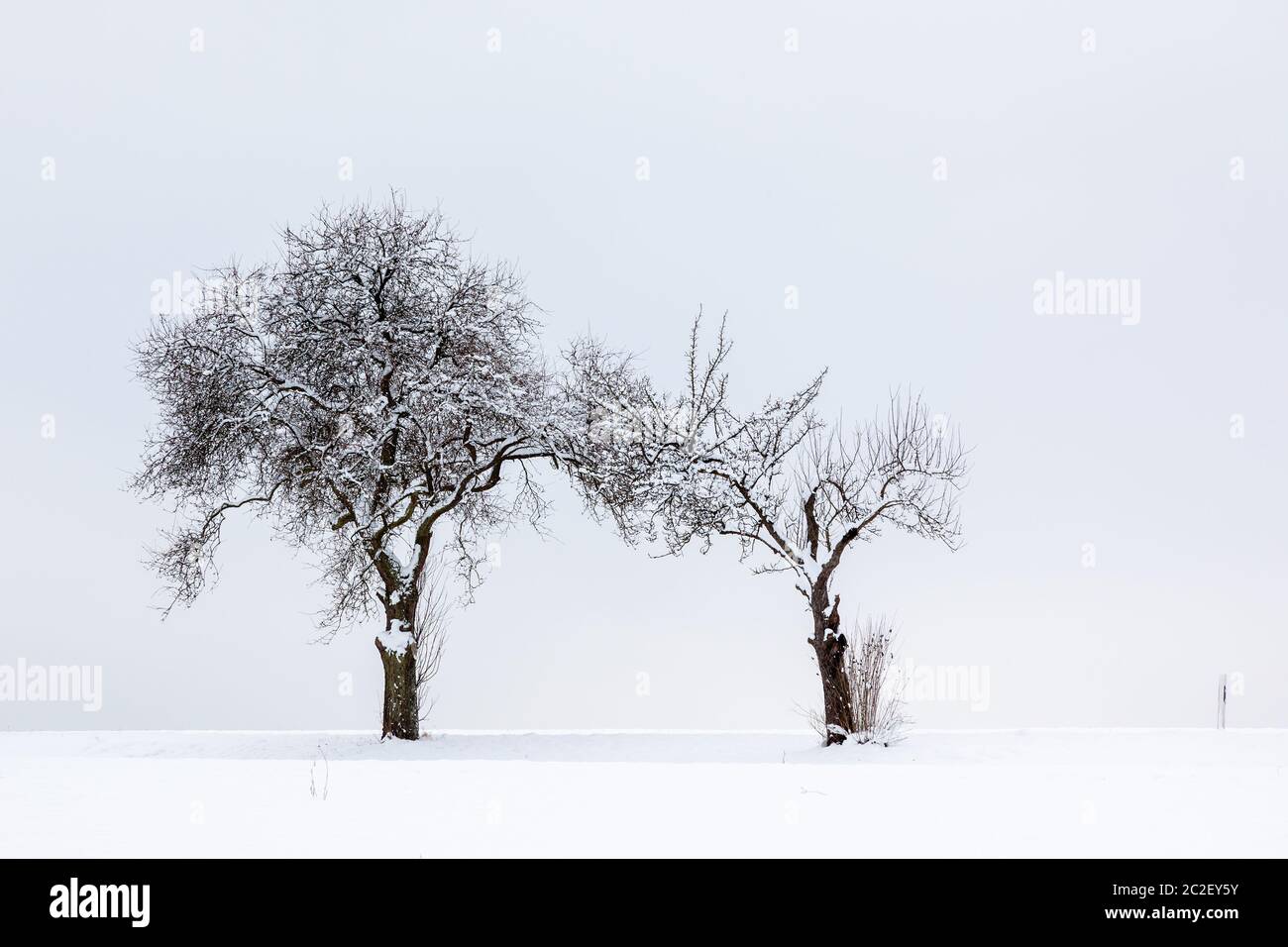 winter trees background Stock Photo - Alamy