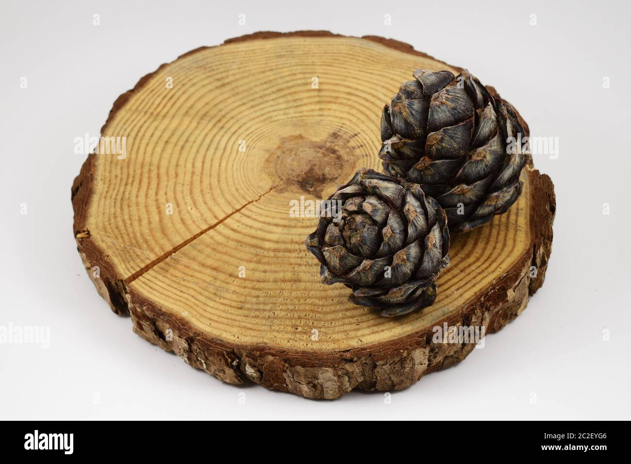 wooden circle with a split cut of the log and two pine cones Stock ...