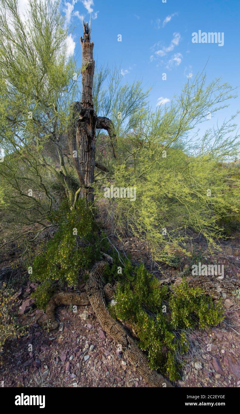 Larrea divaricata hi-res stock photography and images - Alamy