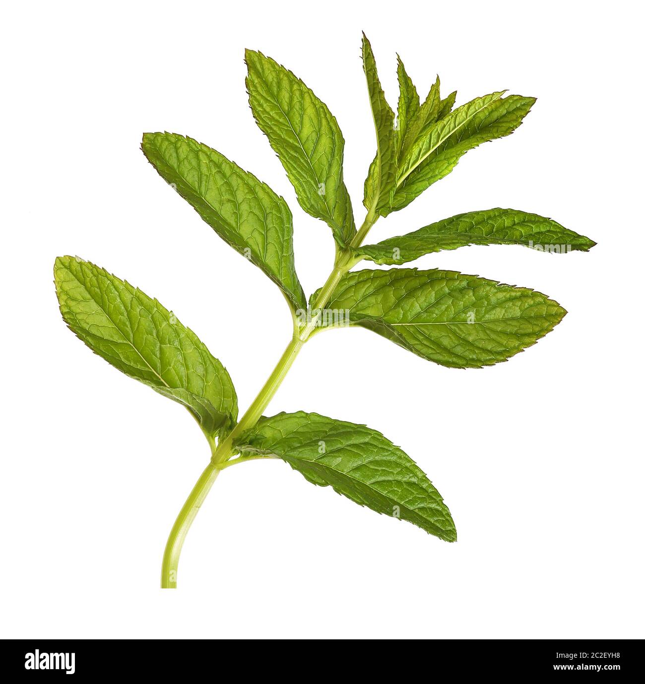 Peppermint herb plant, isolated Stock Photo - Alamy