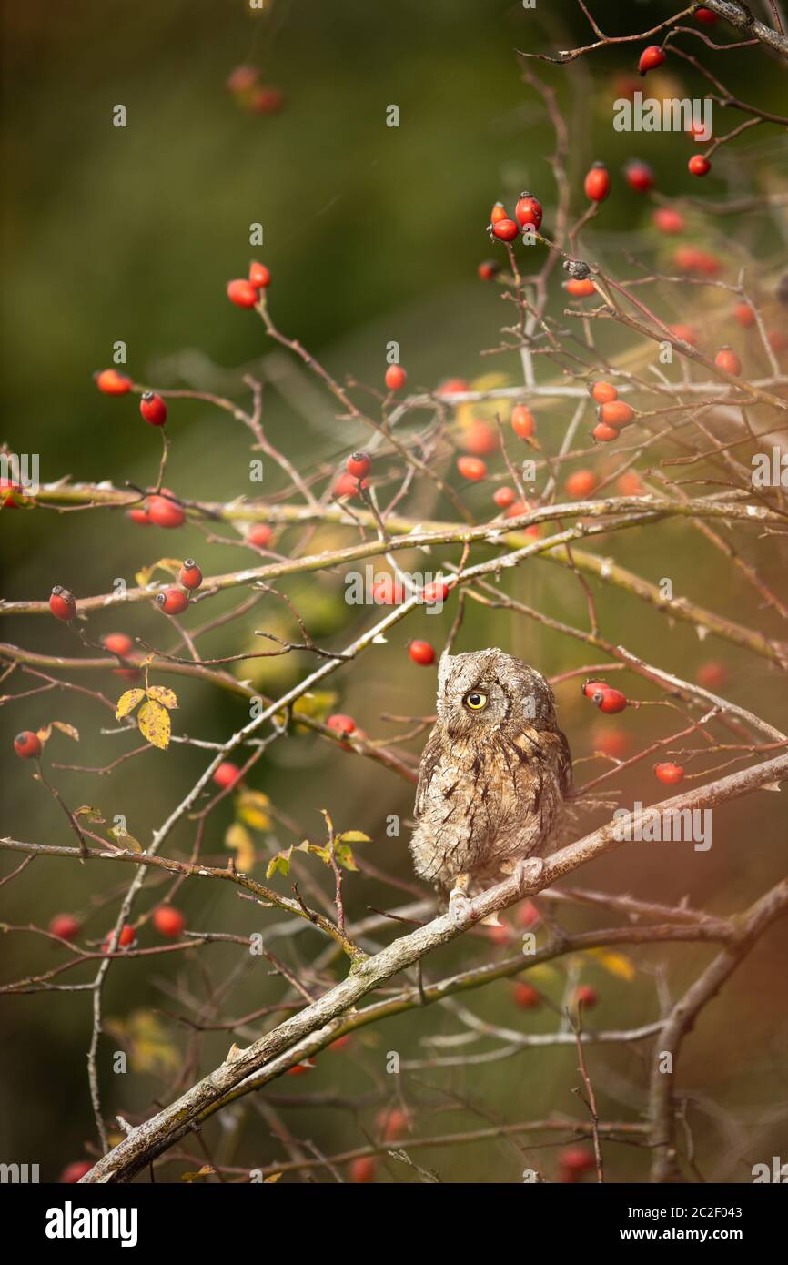 Eurasian scops owl (Otus scops) - Small scops owl on a branch in ...