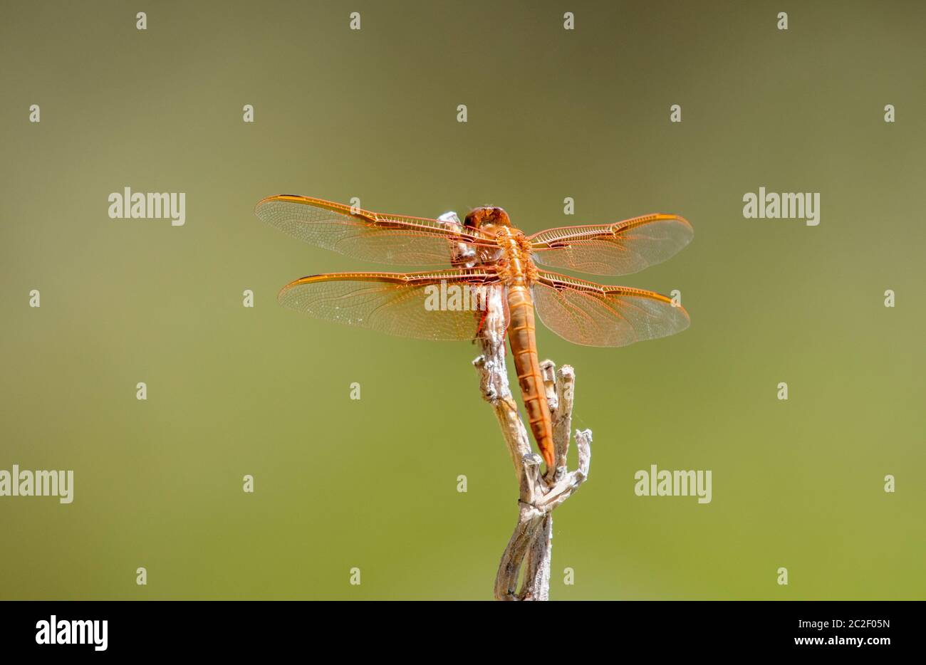 A Flame Skimmer dragonfly, Libellula saturata, perches on a branch in ...