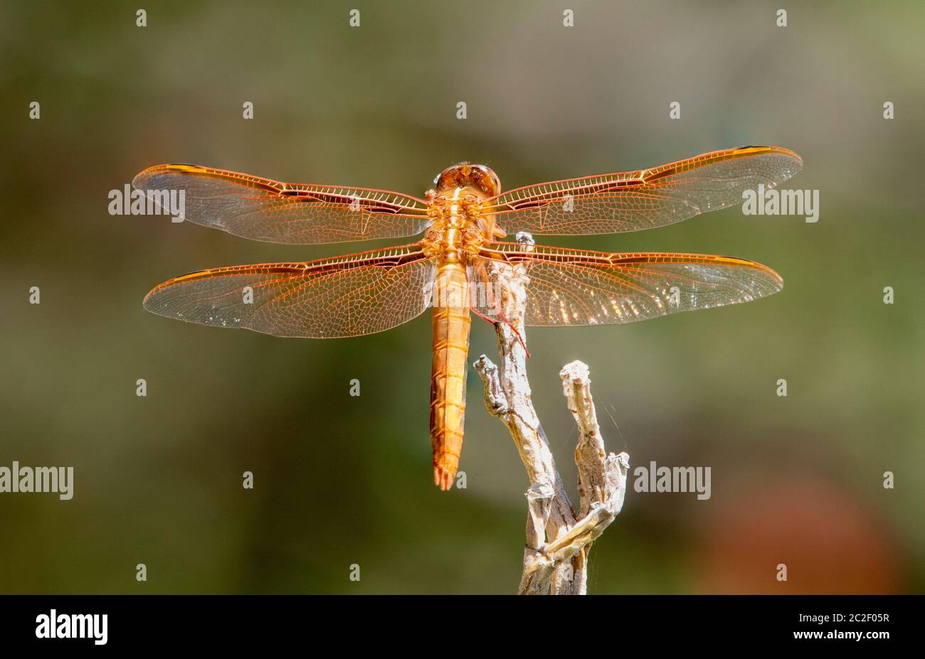 A Flame Skimmer dragonfly, Libellula saturata, perches on a branch in ...