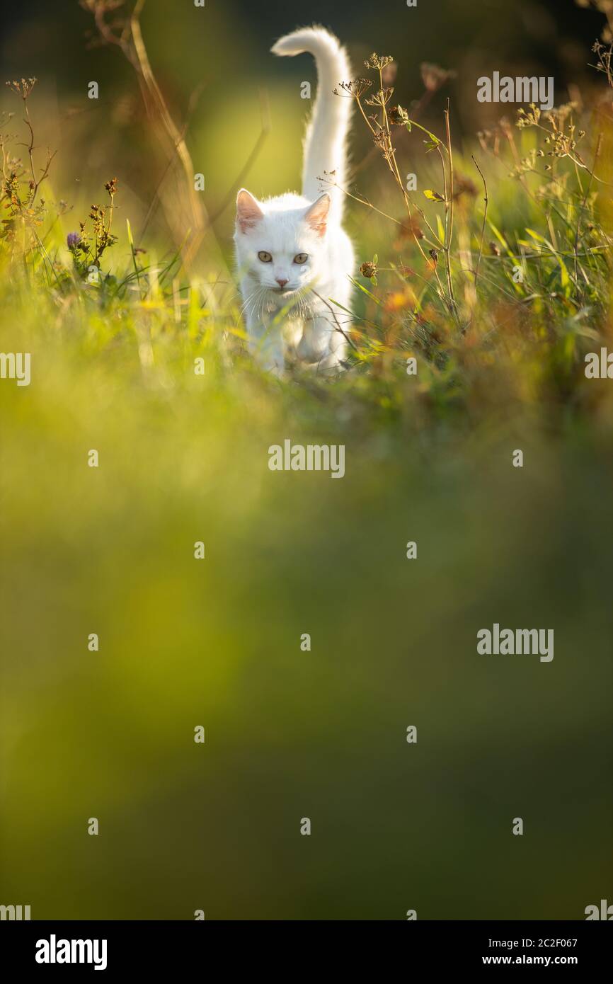 Extremely cute white kitten on a lovely meadow, playing outside - sweet ...