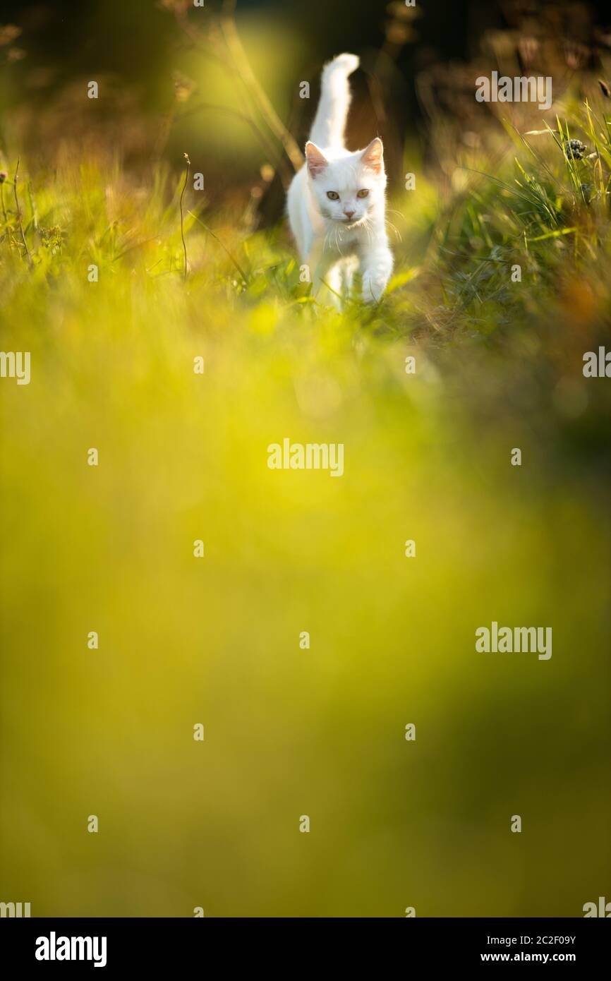 Extremely cute white kitten on a lovely meadow, playing outside - sweet ...