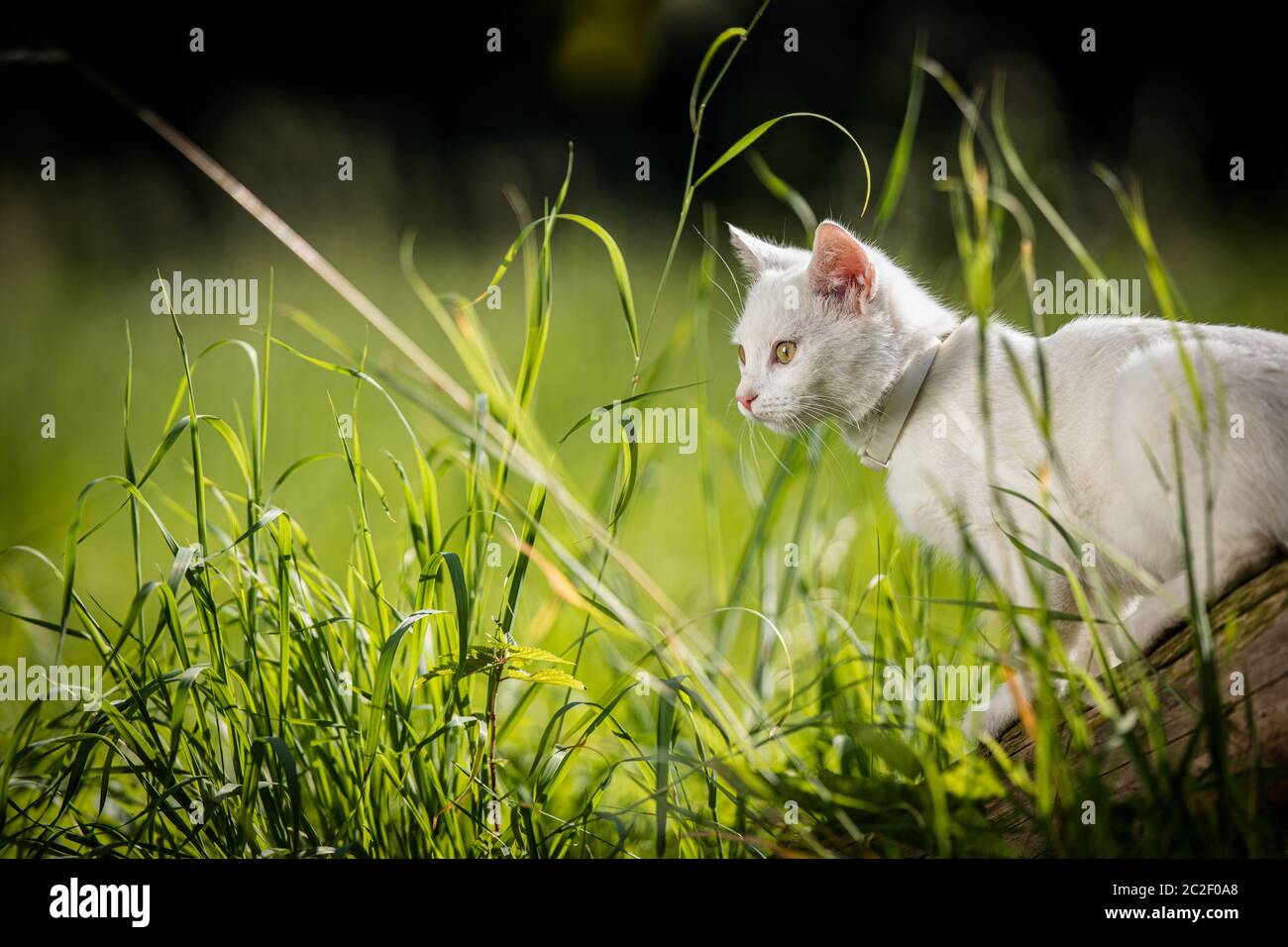 Extremely cute white kitten on a lovely meadow, playing outside - sweet ...