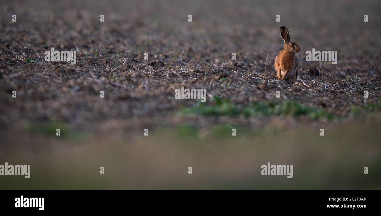 Wild hare (lepus europaeus) - Lonely wild brown hare lit by warm ...