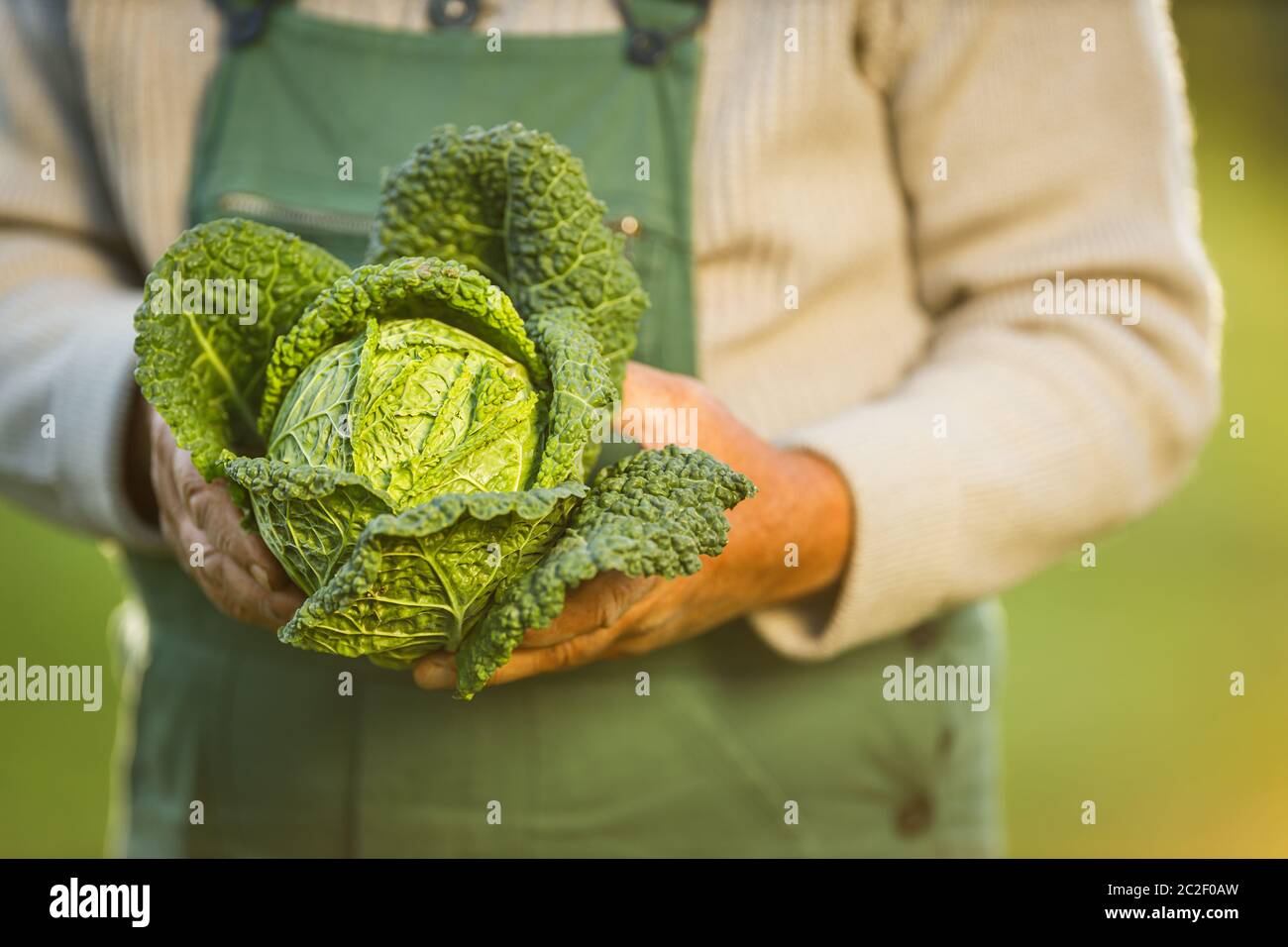 Senior gardener gardening in his permaculture garden - holding a ...