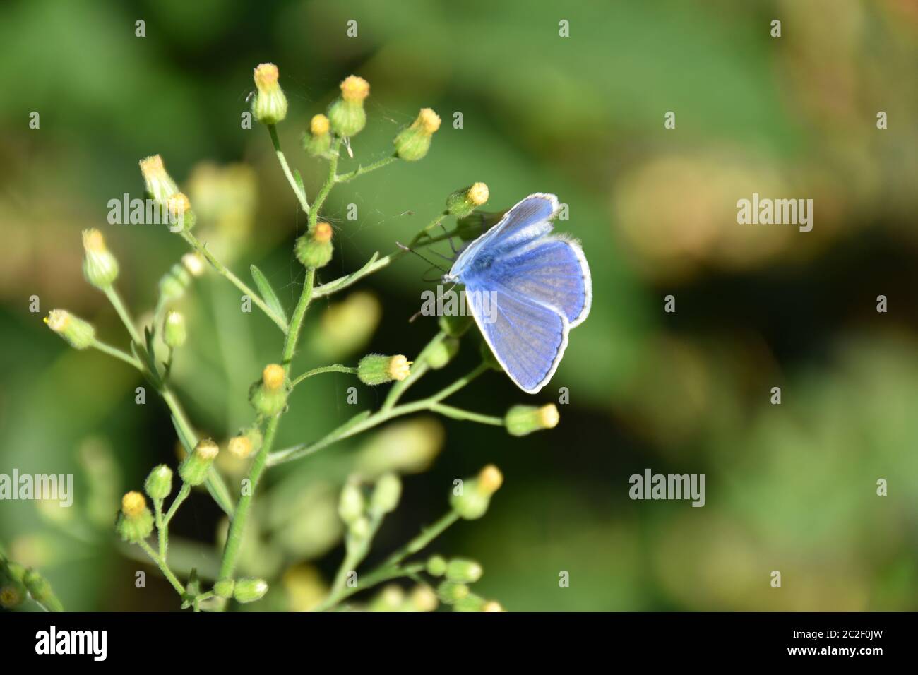 Macro of light blue butterfly Stock Photo - Alamy