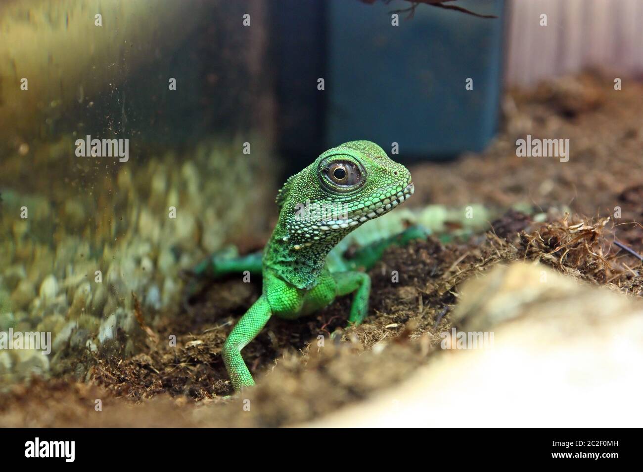 The Chinese water dragon (physignathus cocincinus), is a species of ...