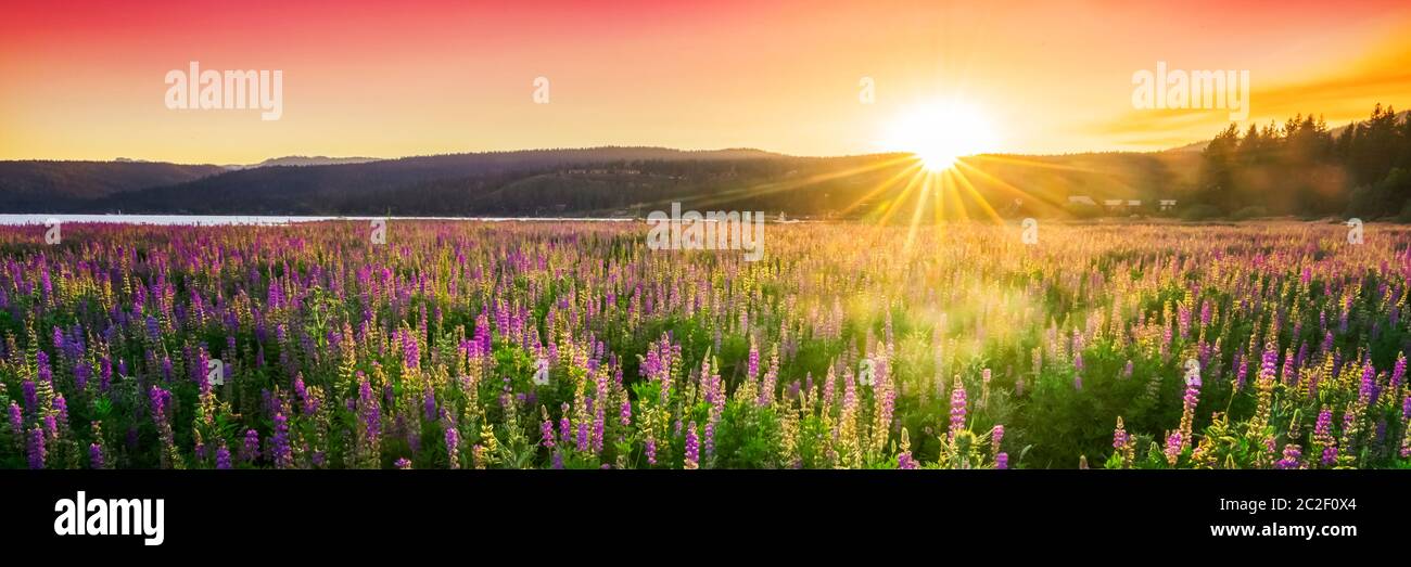 Sunrise over flowers hi-res stock photography and images - Alamy