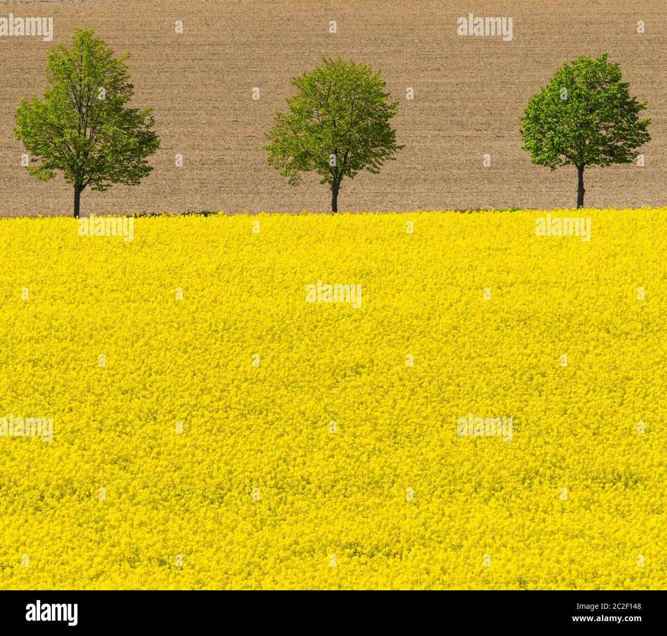 flowering rapeseed field with trees in spring Stock Photo - Alamy