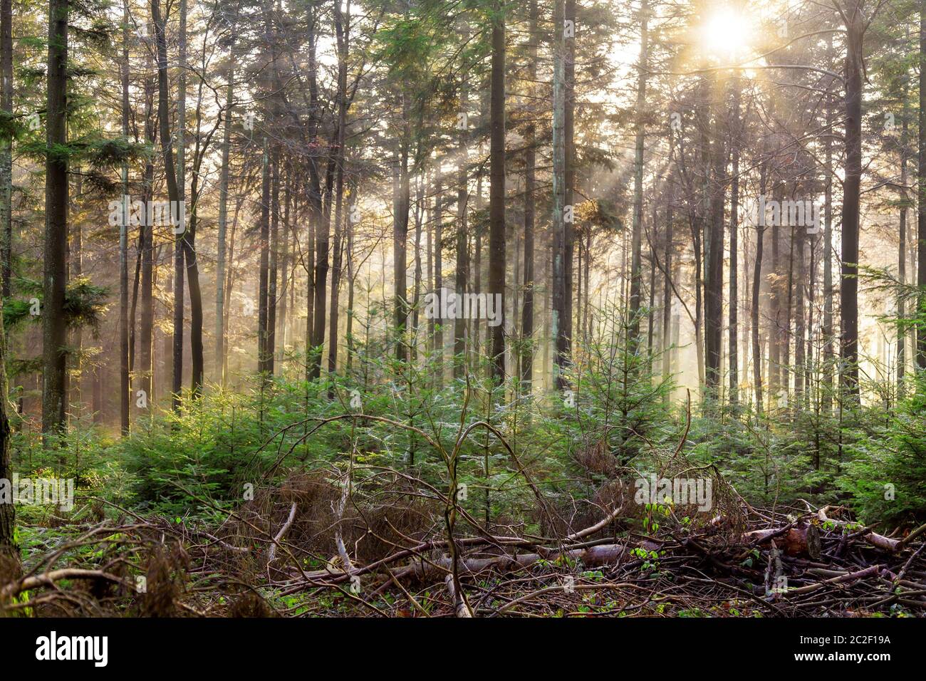 autumn forest mist with sunlight rays Stock Photo - Alamy