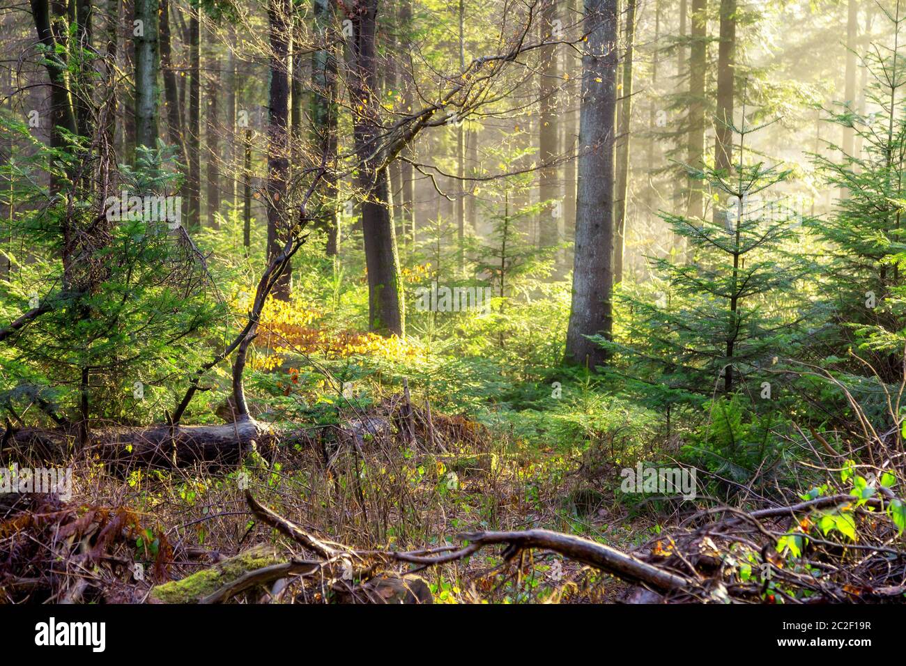 autumn forest mist with sunlight rays Stock Photo - Alamy
