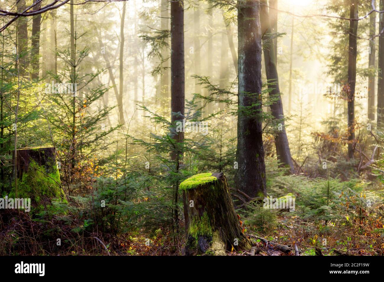 autumn forest mist with sunlight rays Stock Photo - Alamy