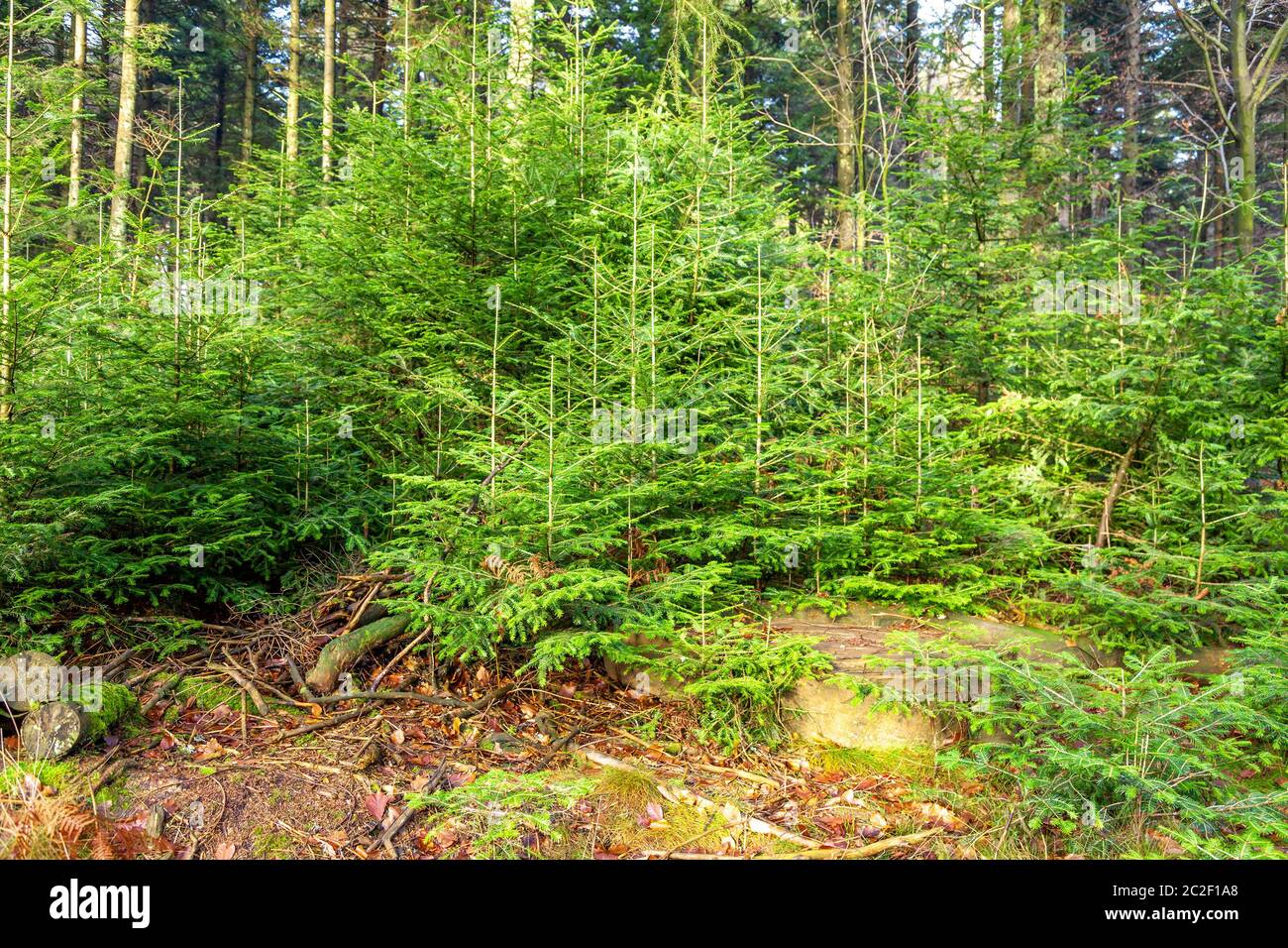 forest background fir trees Stock Photo - Alamy