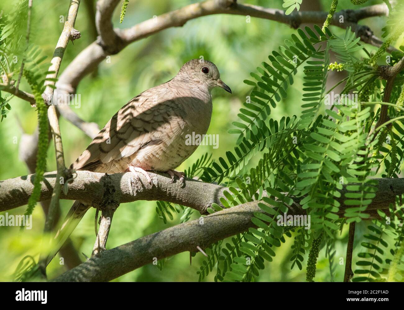 An Inca Dove, Columbina inca, perches in a Mesquite tree in the ...