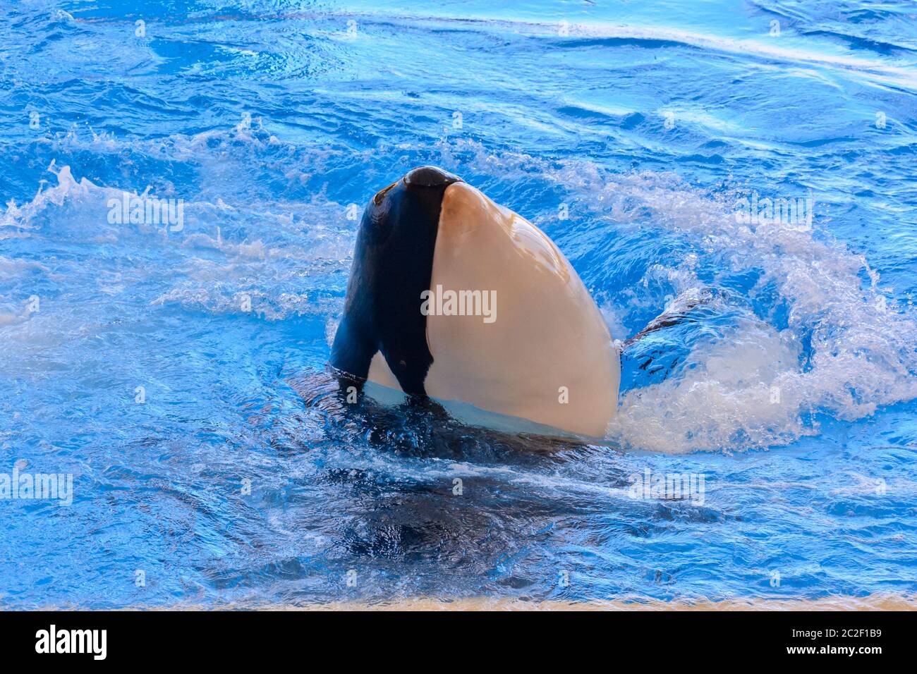 Photo Picture of a Mammal Orca Killer Whale Fish Stock Photo - Alamy