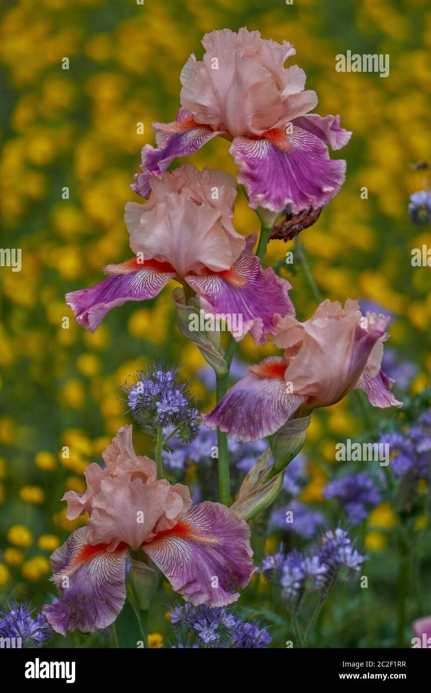 Multicolor lush iris flowers close up Stock Photo - Alamy