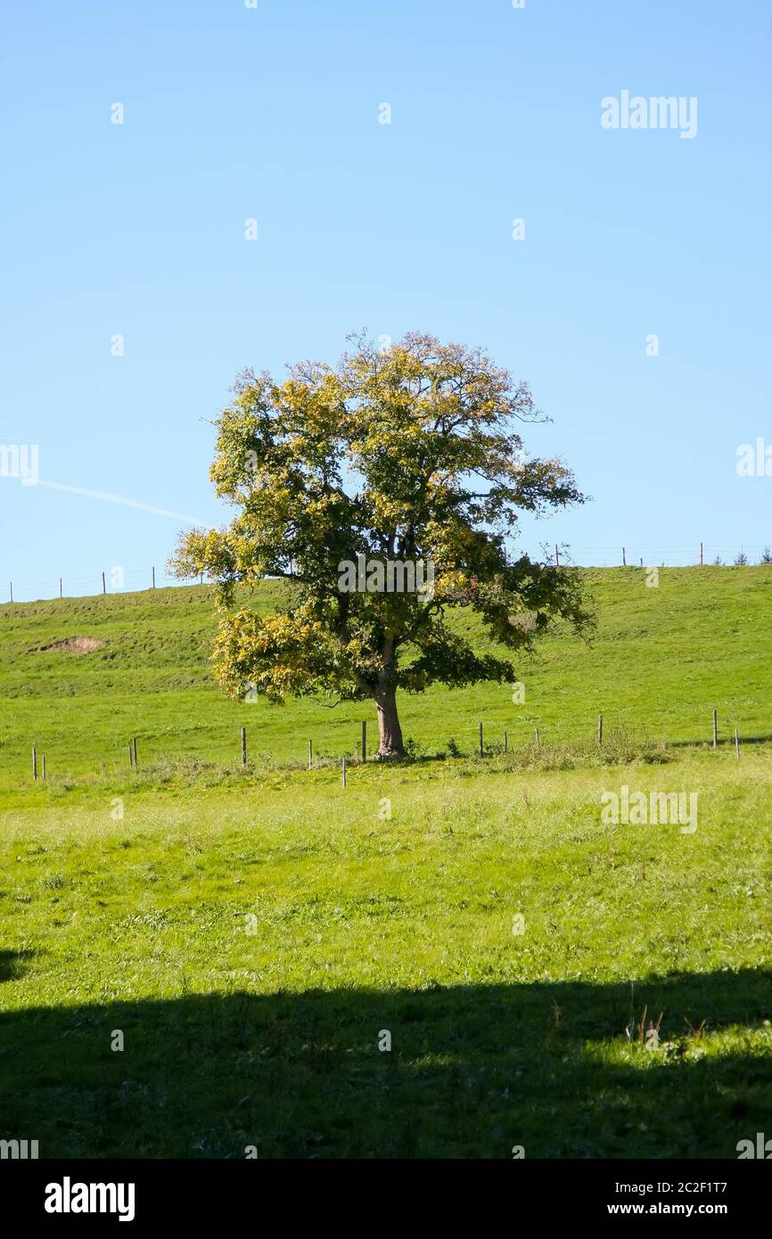 Tree and meadow hi-res stock photography and images - Alamy