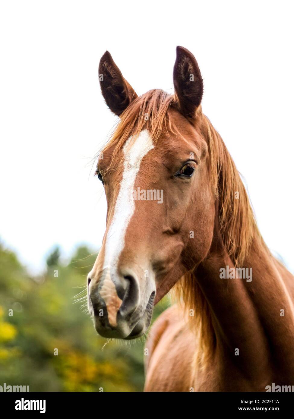 Brown forehead hi-res stock photography and images - Alamy