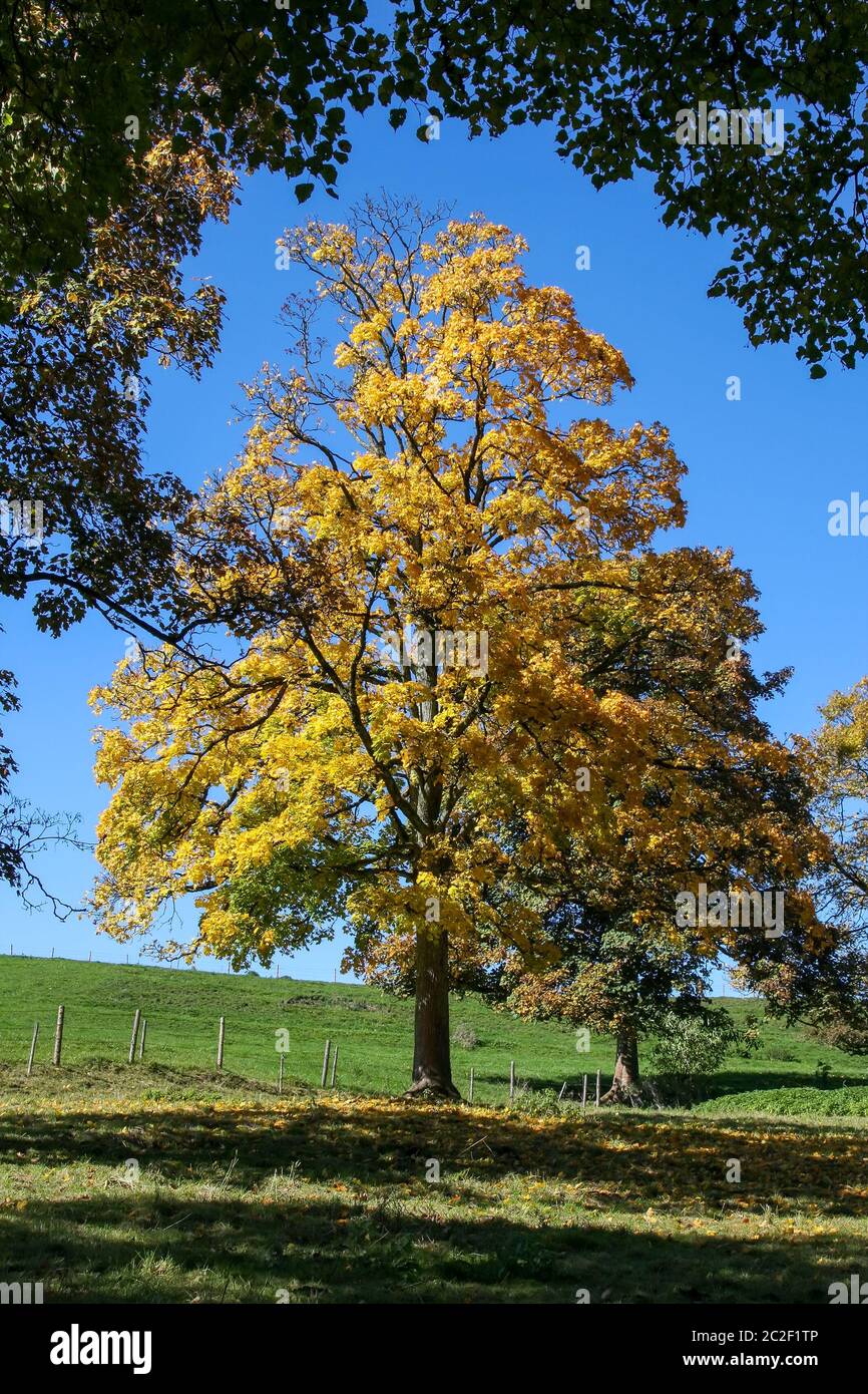 Tree meadow hi-res stock photography and images - Alamy