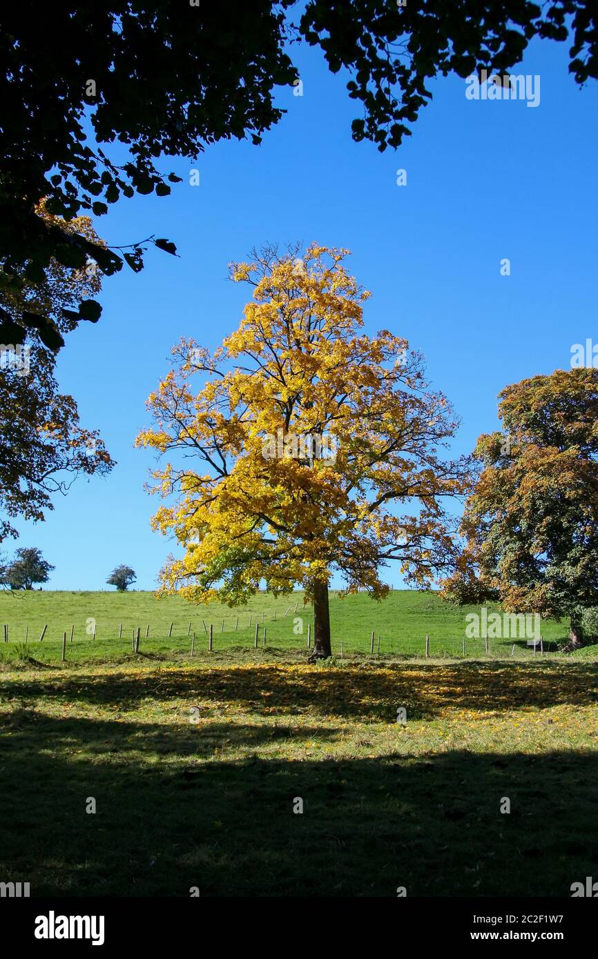 Tree meadow hi-res stock photography and images - Alamy