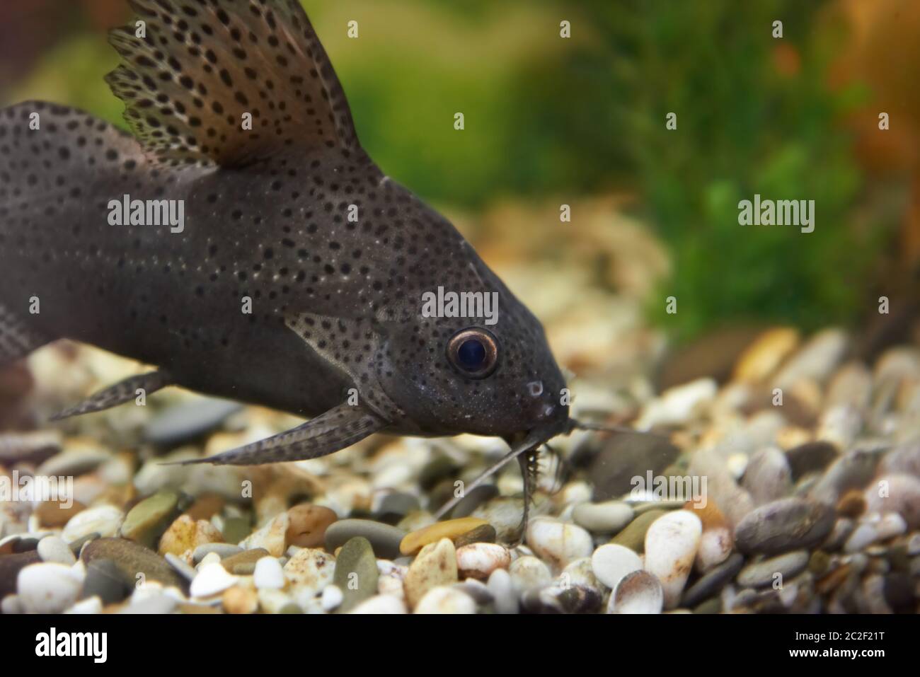 Tropical colorful fish swimming in aquarium with plants Stock Photo - Alamy
