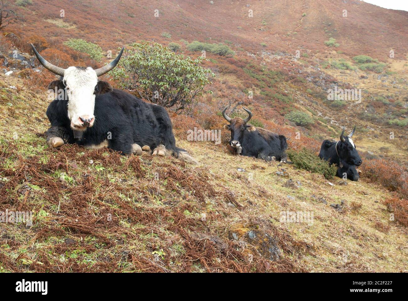 Tibetan yak on grass hi-res stock photography and images - Alamy