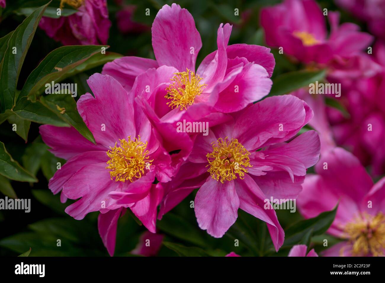 Three Pink peonies flower close up Stock Photo - Alamy
