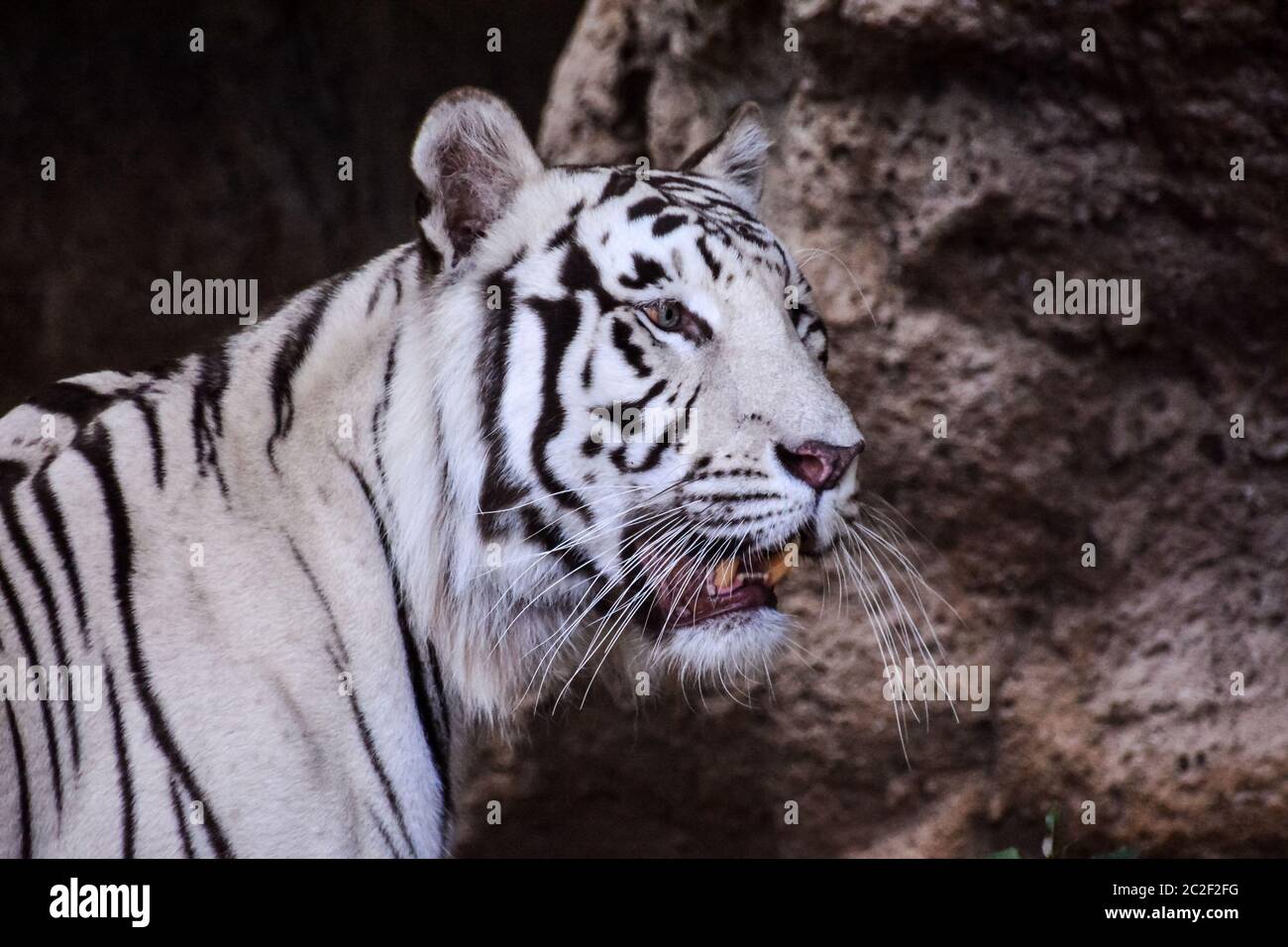 Photo Picture of a Rare White Striped Wild Tiger Stock Photo - Alamy